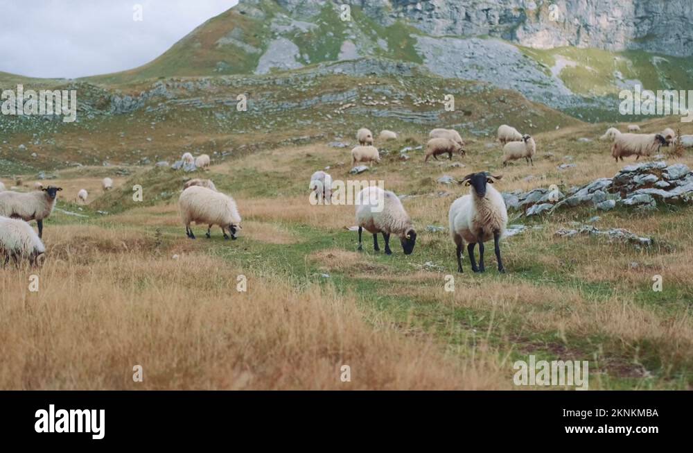 Sheep legs Stock Videos & Footage - HD and 4K Video Clips - Alamy