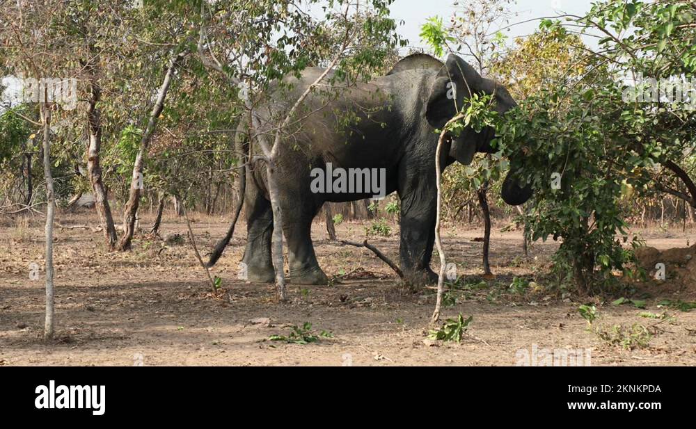 Elephant eating tree leaves bush Mole north Ghana Africa 4K Stock Video ...