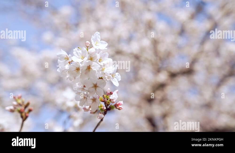 Cherry blossomes concept. Japanese sakura. Hanami Stock Video Footage ...