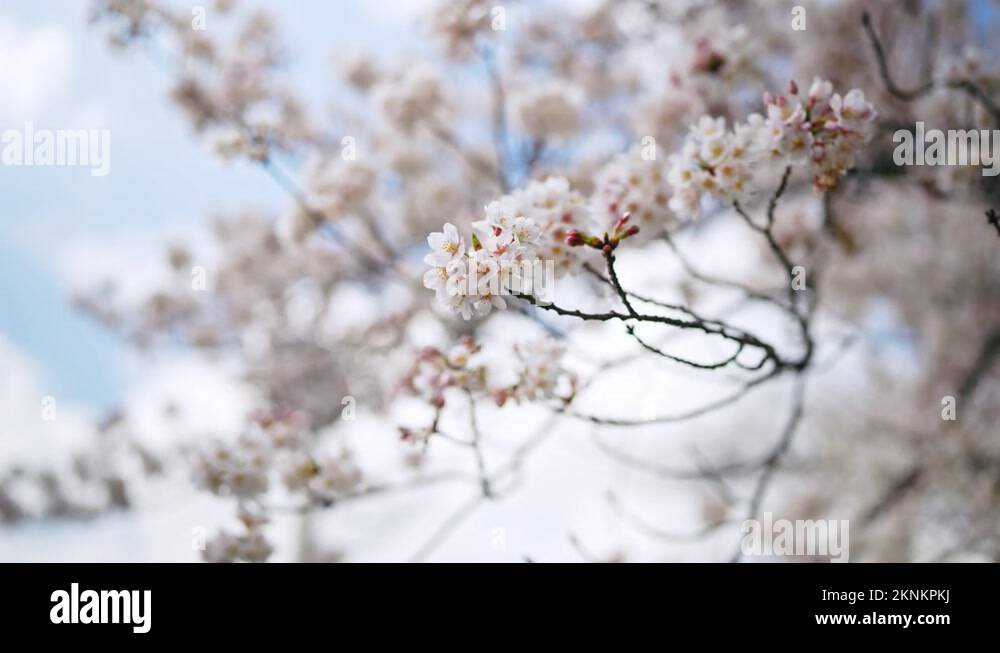 Cherry blossomes concept. Japanese sakura. Hanami Stock Video Footage ...