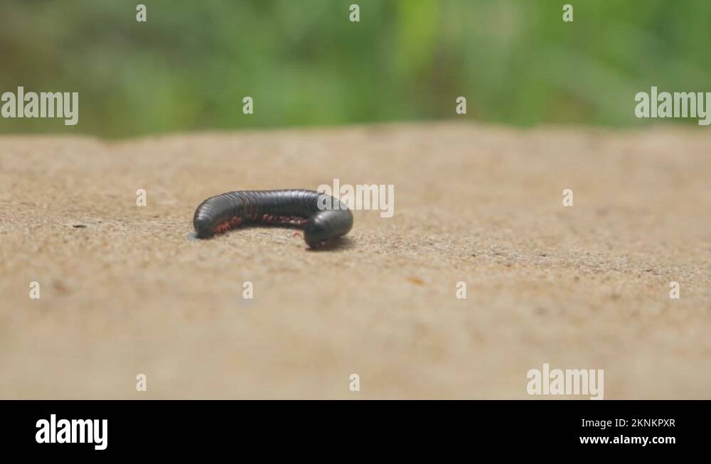 Pain in animals Stock Videos & Footage - HD and 4K Video Clips - Alamy