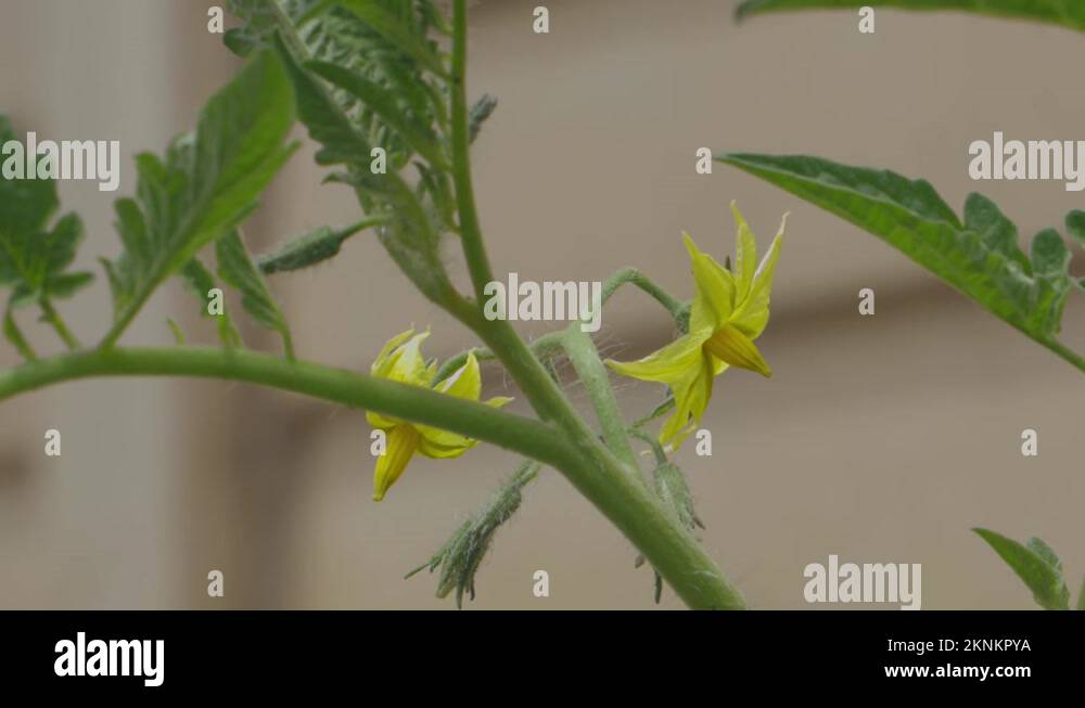 Cultivated tomato plant flower Stock Videos & Footage - HD and 4K Video ...