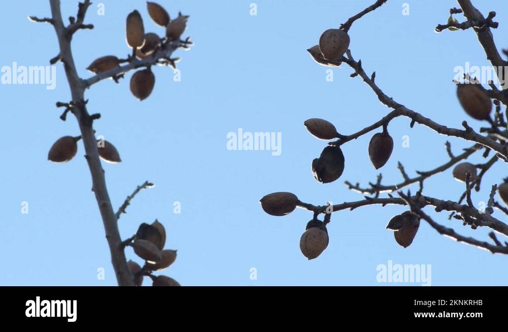 Almond planting Stock Videos & Footage - HD and 4K Video Clips - Alamy
