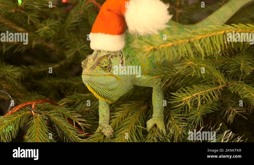 Cap lizard Stock Videos & Footage - HD and 4K Video Clips - Alamy