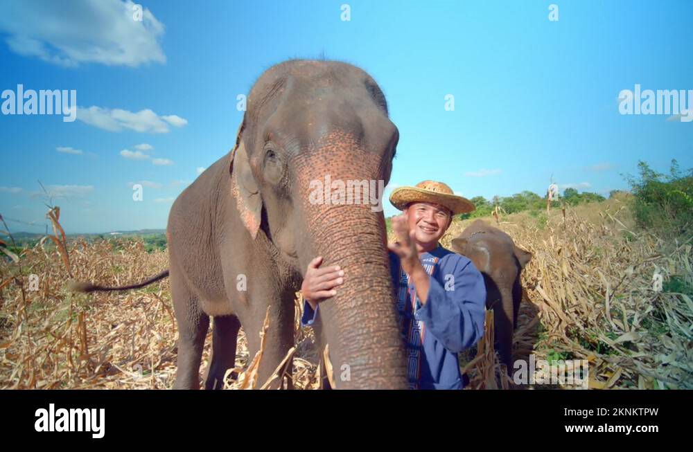 Asian elephant herder and farmer feed and play with elephants Stock ...