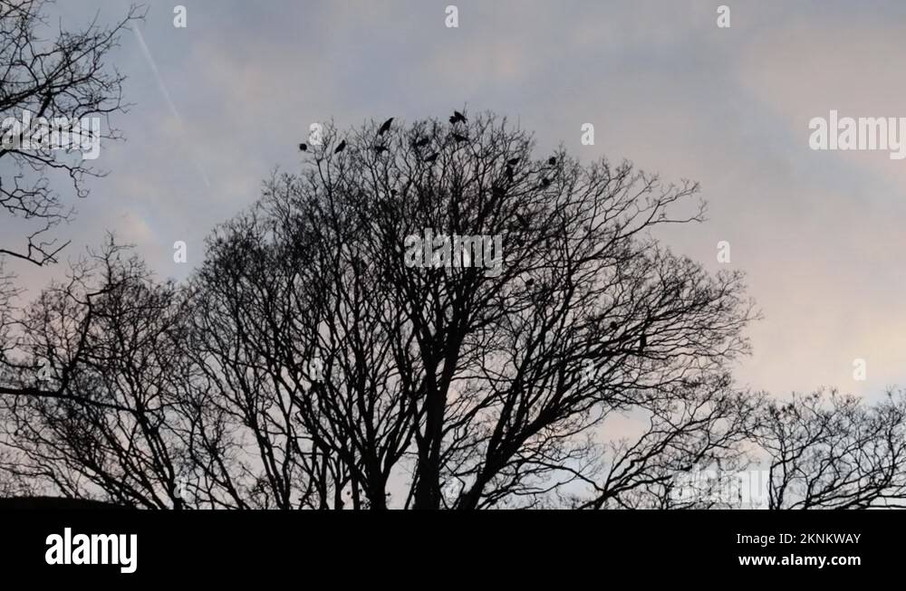 crows in a tree in a cemetery Stock Video Footage - Alamy