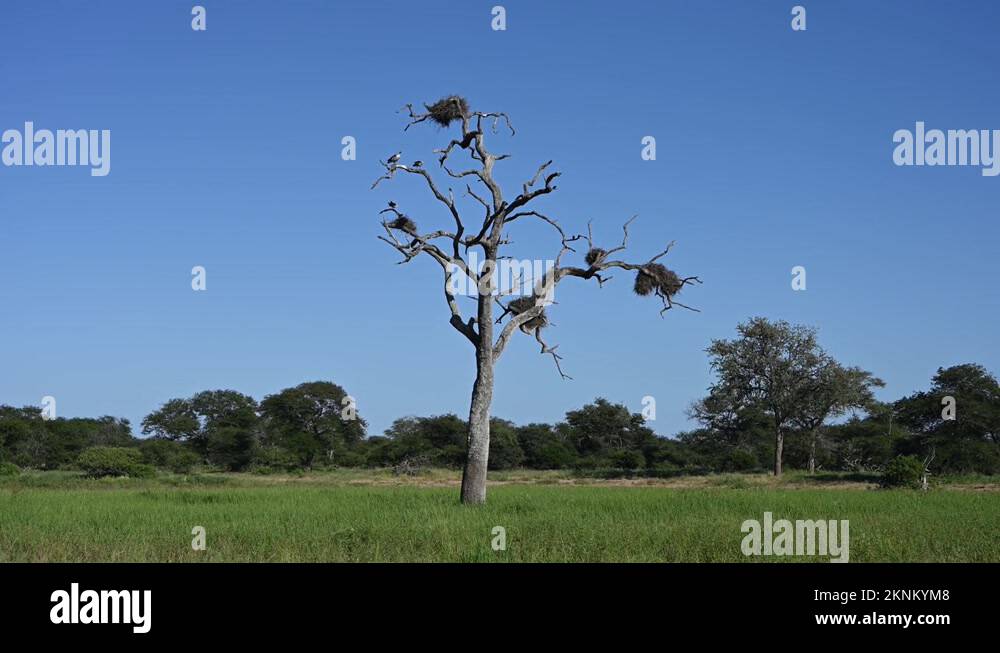 Dead tree with bird nests Stock Videos & Footage - HD and 4K Video ...