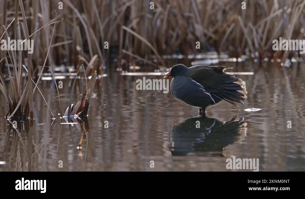 Common moorhen bird Stock Videos & Footage - HD and 4K Video Clips - Alamy