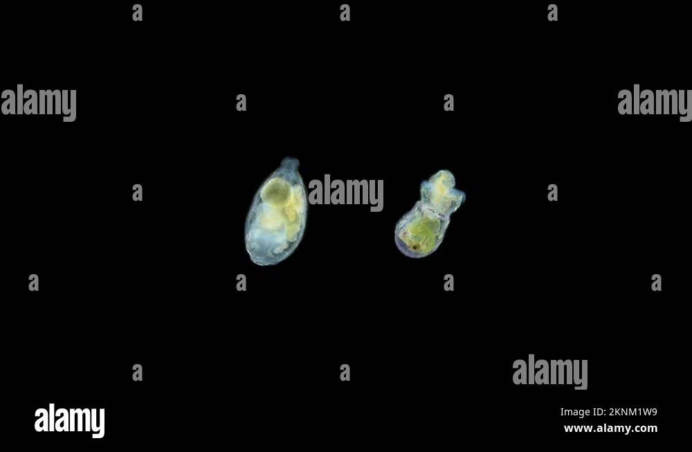 Larva of a worm at Pelagosfera stage under microscope, Sipuncula Phylum ...