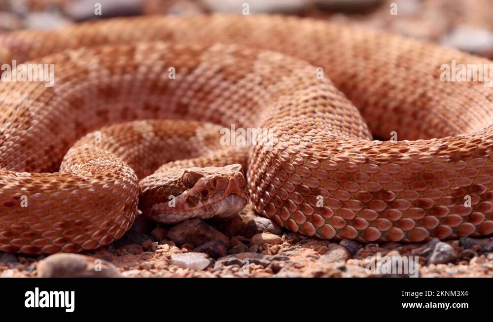 Arizona venomous rattlesnake Stock Videos & Footage - HD and 4K Video ...
