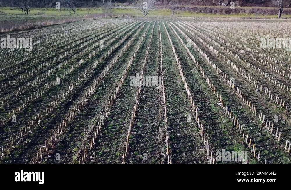 Cut corn crop Stock Videos & Footage - HD and 4K Video Clips - Alamy