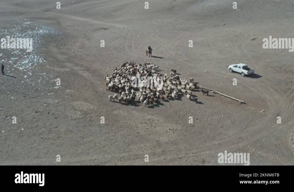 Livestock sheep lamb truck Stock Videos & Footage - HD and 4K Video ...