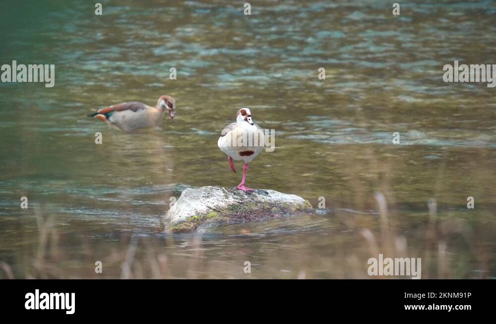 Wild egyptian geese Stock Videos & Footage - HD and 4K Video Clips - Alamy