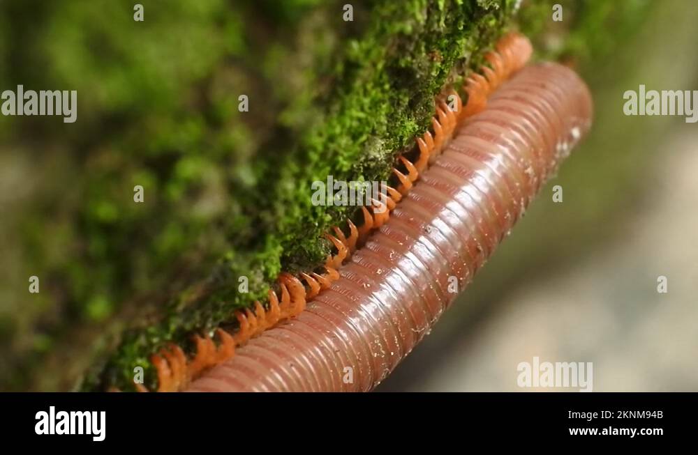 Trigoniulus corallinus or kluwing (animals with many legs Stock Video ...