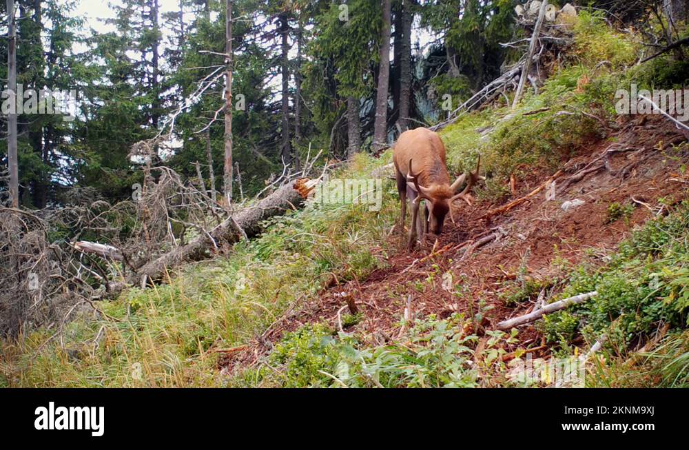 Red deer stag mating Stock Videos & Footage - HD and 4K Video Clips - Alamy