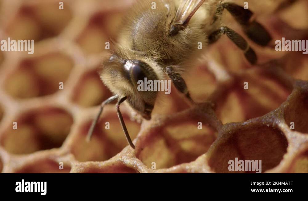 Beehive detail Stock Videos & Footage - HD and 4K Video Clips - Alamy