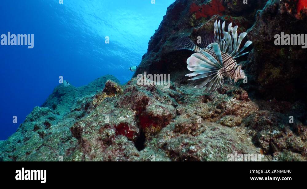 lıonfish scenery from mediterranean sea invasive fish from red sea ...