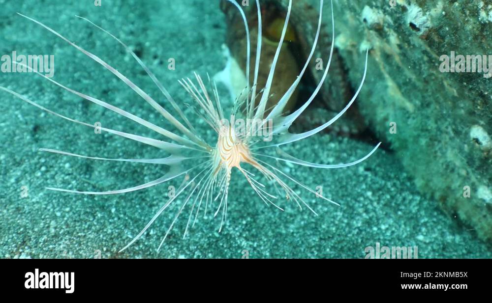 lıonfish scenery from mediterranean sea invasive fish from red sea ...