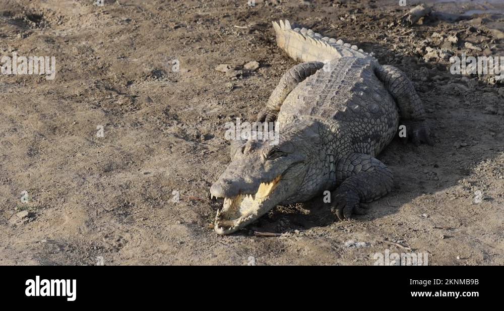 Paga crocodile pond Stock Videos & Footage - HD and 4K Video Clips - Alamy