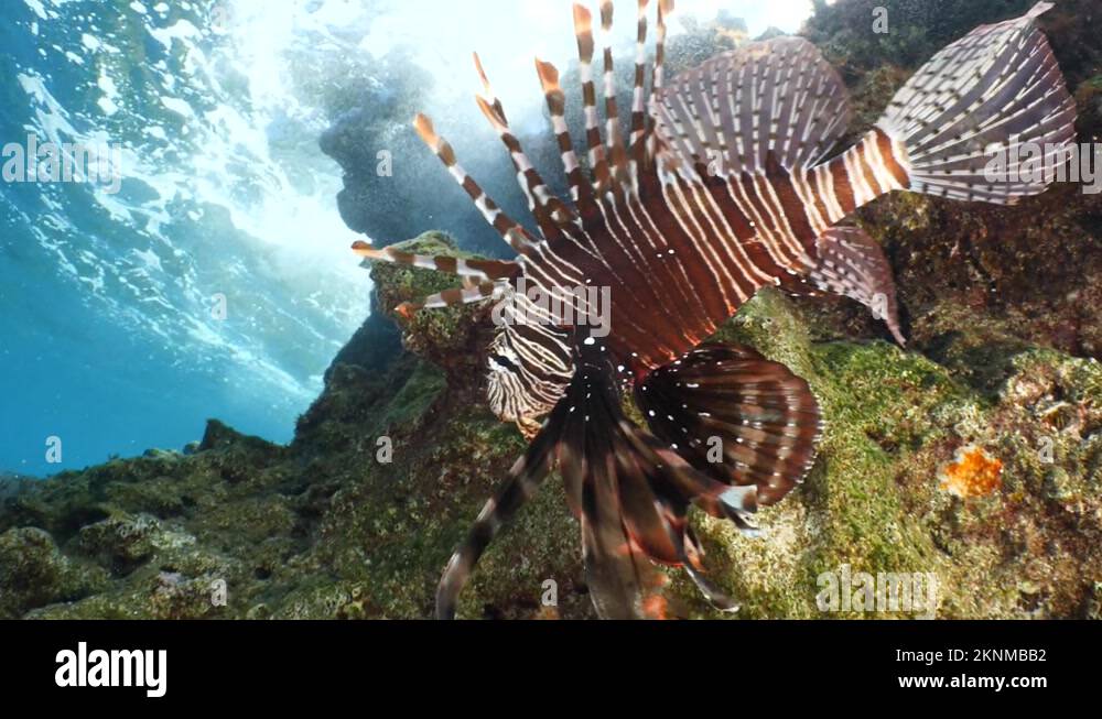 lıonfish scenery from mediterranean sea invasive fish from red sea ...
