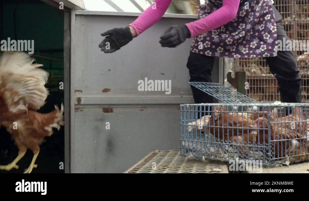 Poultry coup Stock Videos & Footage - HD and 4K Video Clips - Alamy