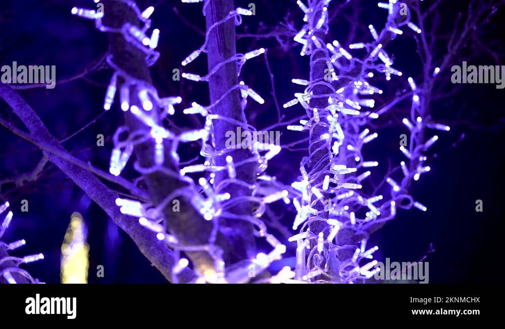 Blue led tree Stock Videos & Footage - HD and 4K Video Clips - Alamy