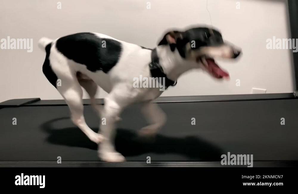 Toy fox terrier Stock Videos & Footage - HD and 4K Video Clips - Alamy