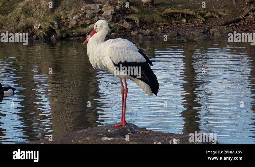 White stork rock Stock Videos & Footage - HD and 4K Video Clips - Alamy