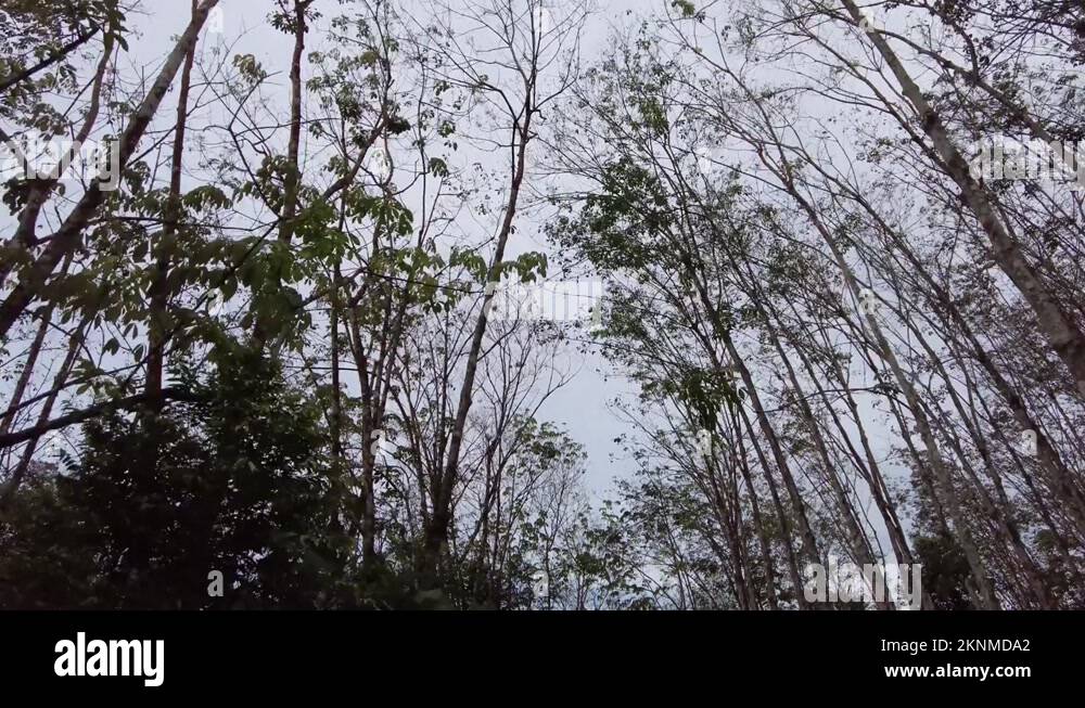 Gimbal move look up the rubber tree in silhouette Stock Video Footage ...