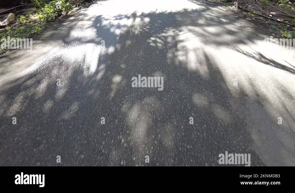 Tree shadow on pathway Stock Videos & Footage - HD and 4K Video Clips ...