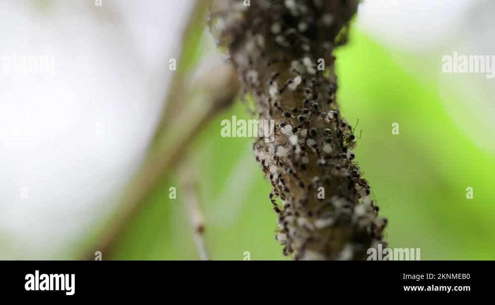 Army ant eggs Stock Videos & Footage - HD and 4K Video Clips - Alamy