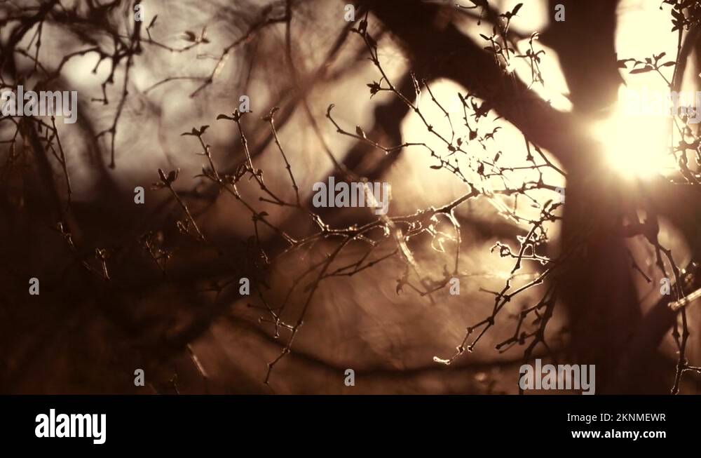 Brown nature background Stock Videos & Footage - HD and 4K Video Clips ...