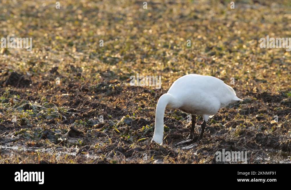Swan migration Stock Videos & Footage - HD and 4K Video Clips - Alamy