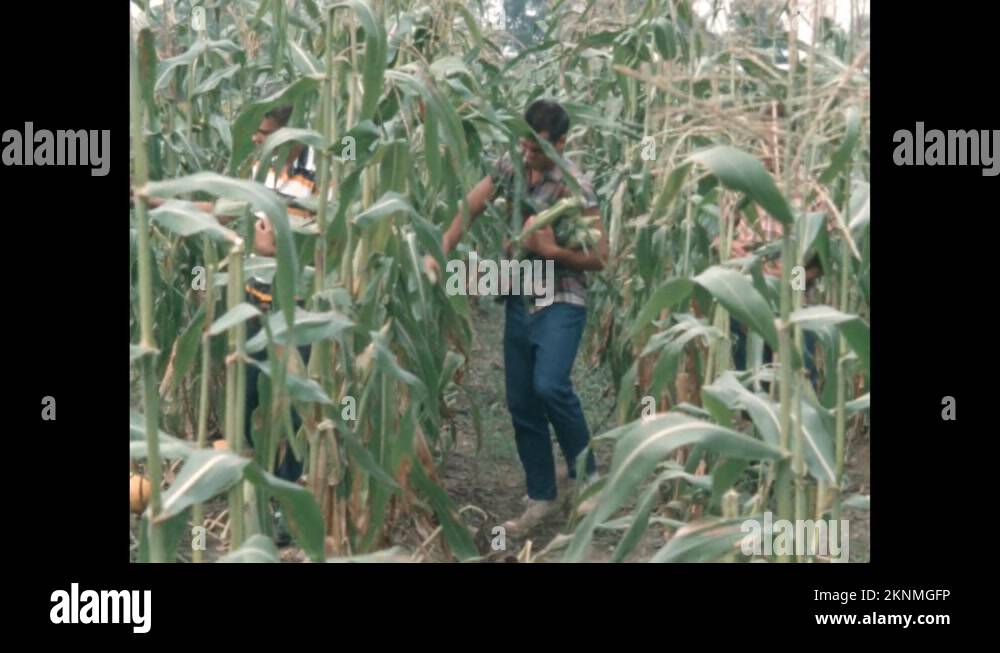 Boys in agriculture Stock Videos & Footage - HD and 4K Video Clips - Alamy