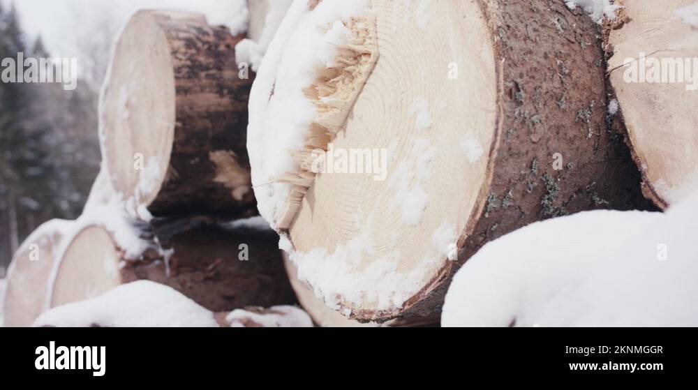 Renewable timber Stock Videos & Footage - HD and 4K Video Clips - Alamy