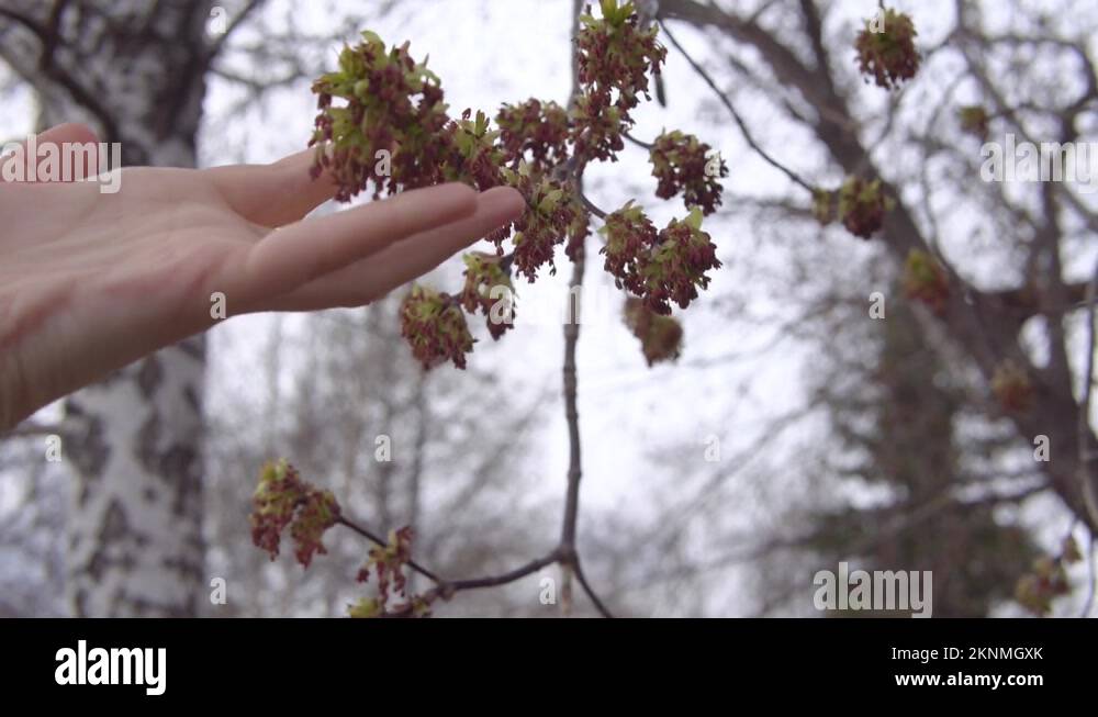 Clusters of staminate flowers Stock Videos & Footage - HD and 4K Video ...