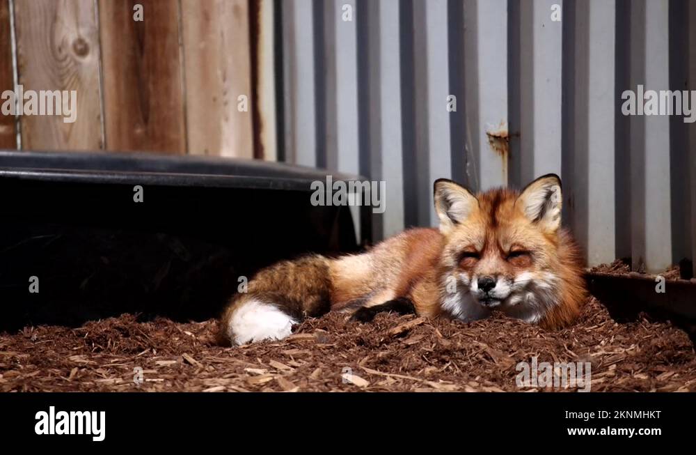 Fox looking Stock Videos & Footage - HD and 4K Video Clips - Alamy