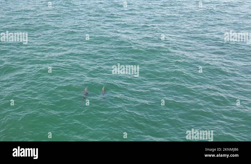 Two wild Bottlenose Dolphins surface, spout and dive again in sync ...