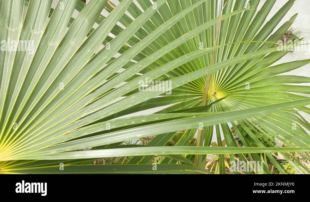 Fan palm tree Stock Videos & Footage - HD and 4K Video Clips - Alamy