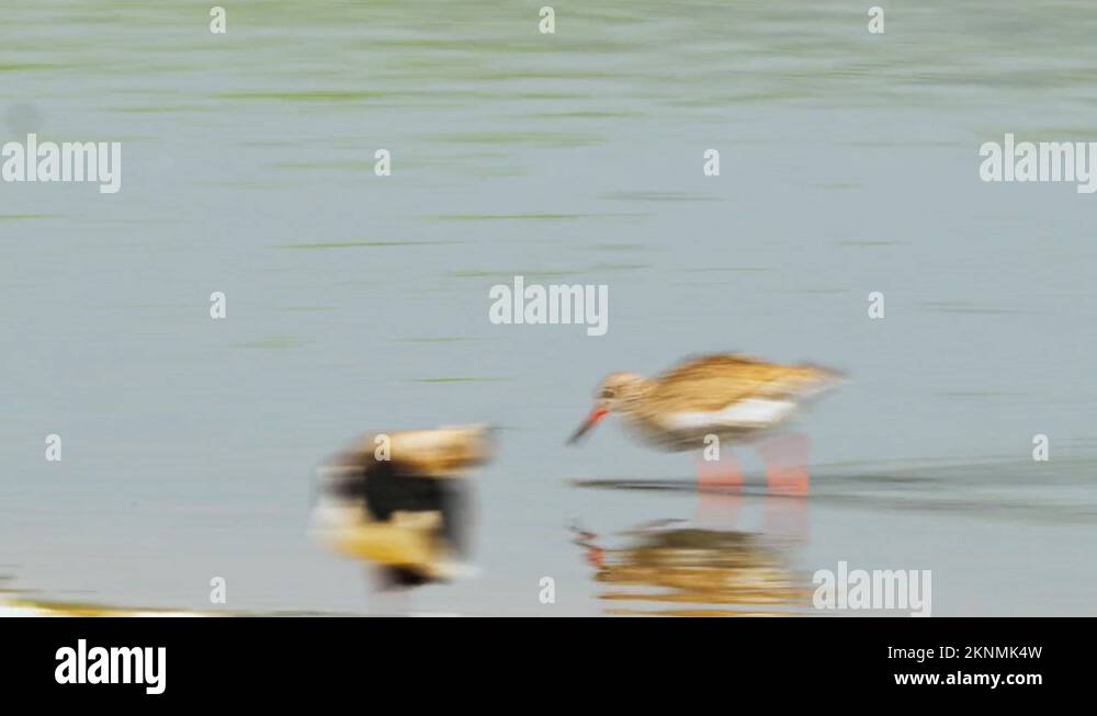Tidal bird Stock Videos & Footage - HD and 4K Video Clips - Alamy