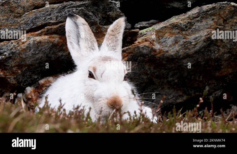 Hare lips Stock Videos & Footage - HD and 4K Video Clips - Alamy