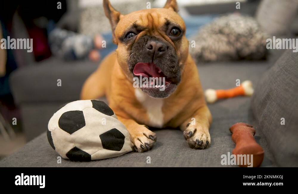 yawning French bulldog laying on sofa next to black and white ball and ...