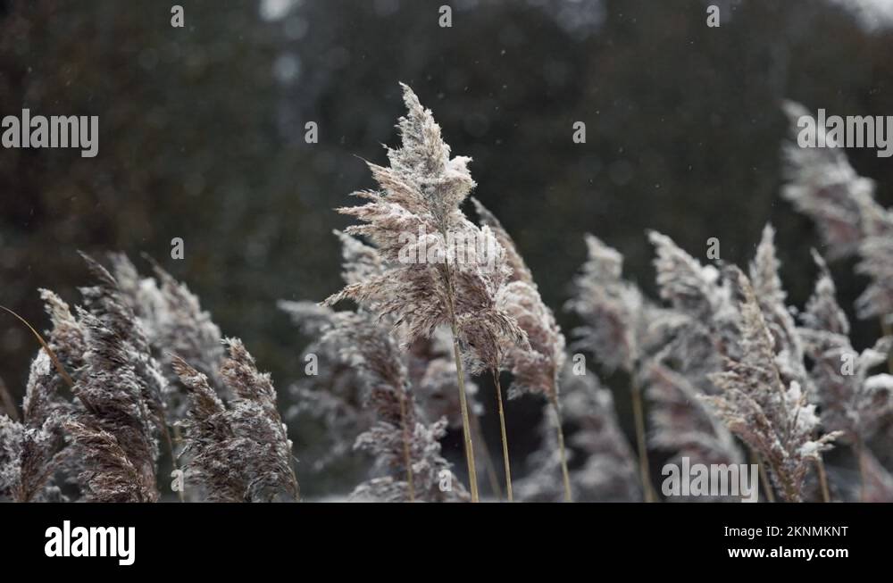 Invasive phragmites reeds Stock Videos & Footage - HD and 4K Video ...