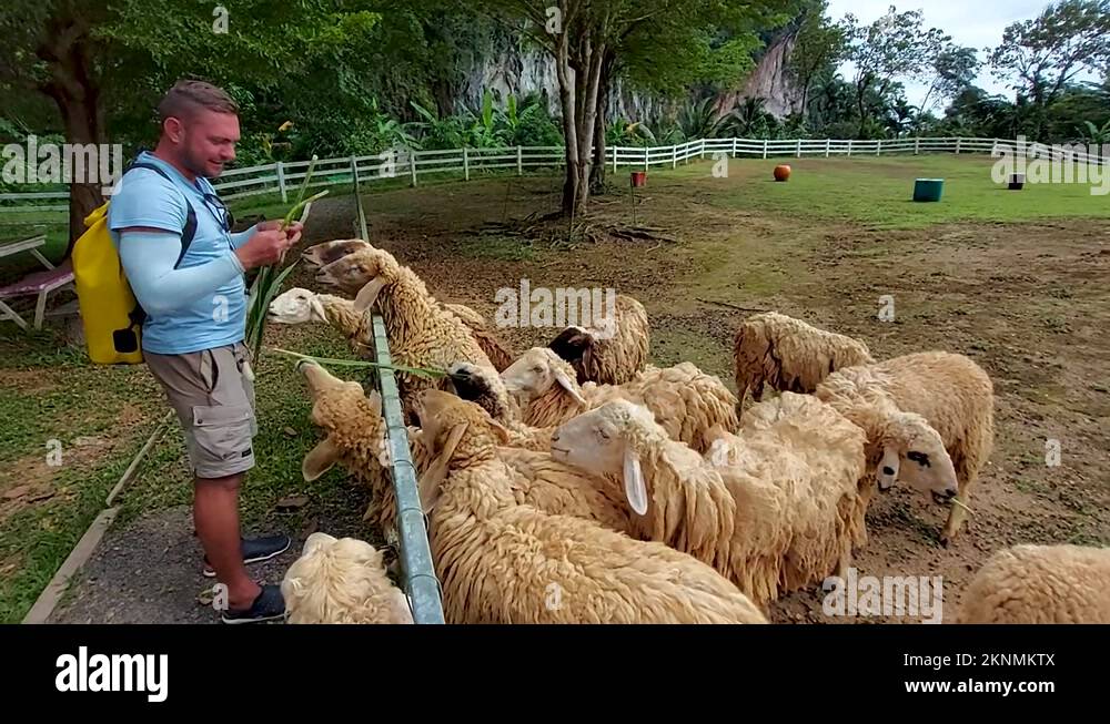 Man feeding sheep Stock Videos & Footage - HD and 4K Video Clips - Alamy