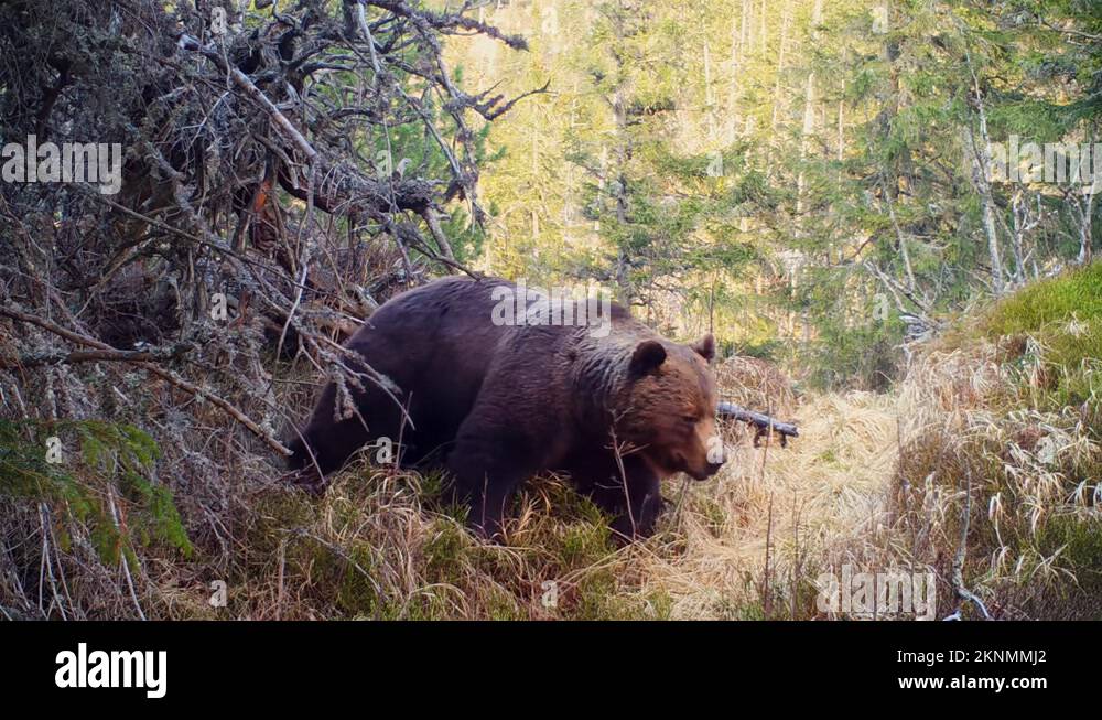 Male brown bear in the forest Stock Videos & Footage - HD and 4K Video ...