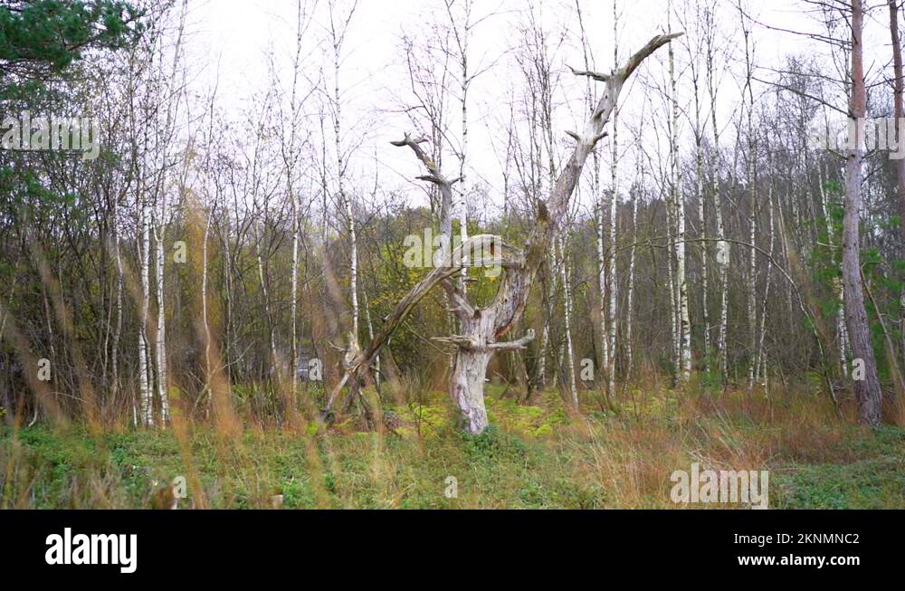 Daylight daytime dead Stock Videos & Footage - HD and 4K Video Clips ...