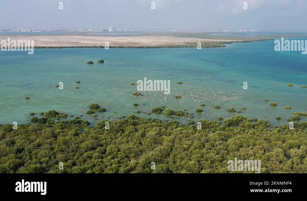 4K: Drone view of Umm Al Quwain stunning Mangrove Beach located in the ...