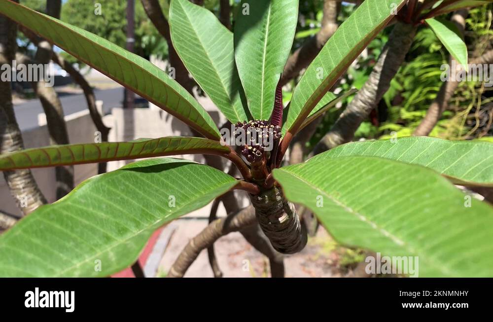 Frangipani tree flowering Stock Videos & Footage - HD and 4K Video ...