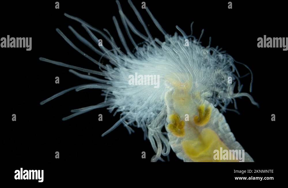 Worm Polychaeta of family Terebellidae under the microscope, phylum ...