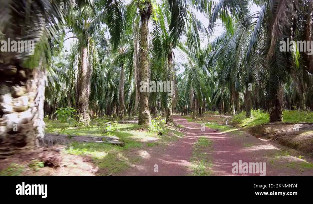 Gimbal shot move in the oil palm farm in Malaysia Stock Video Footage ...